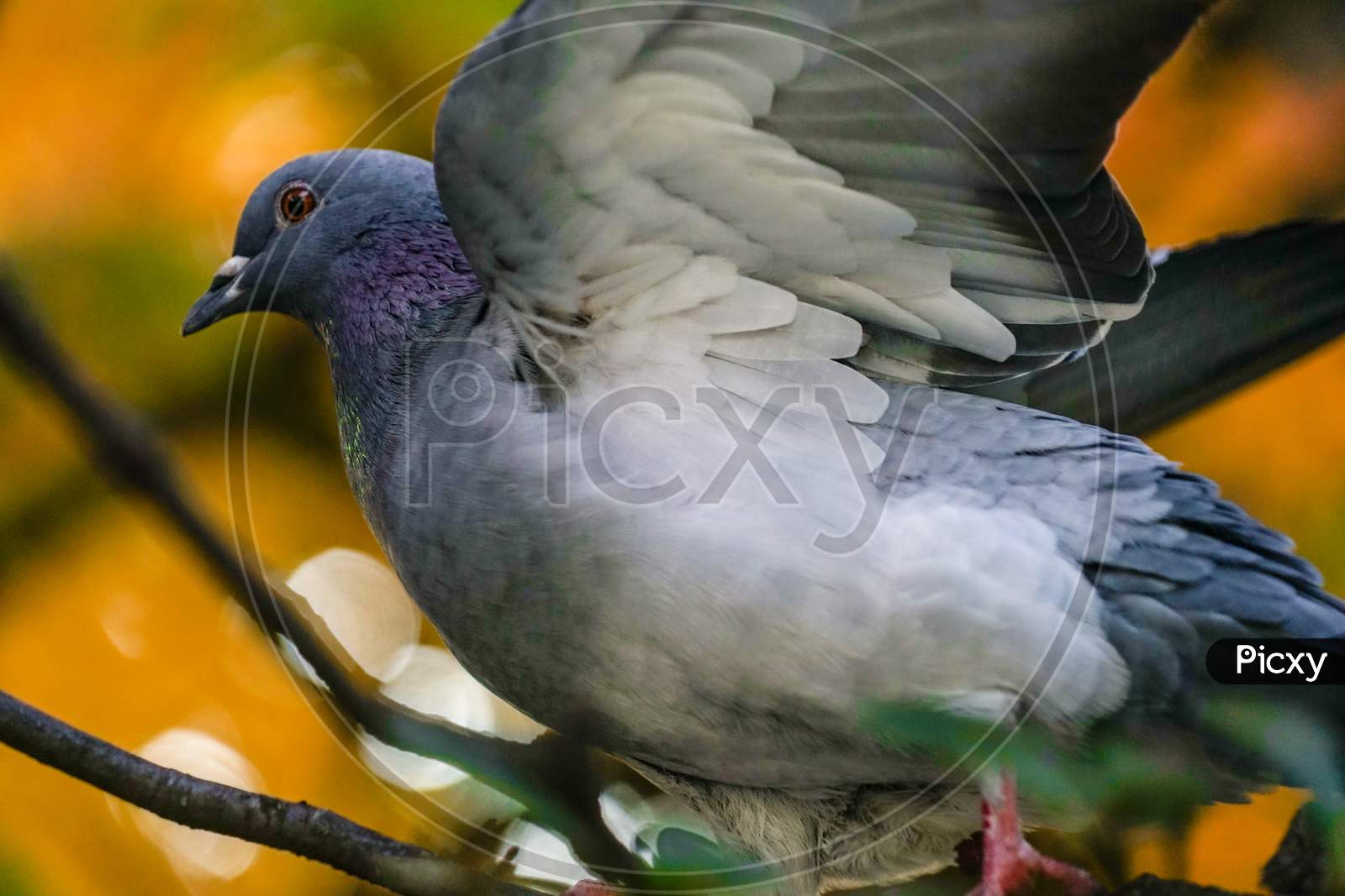 Image of Pigeon And Autumn Leaves Image-GF964621-Picxy