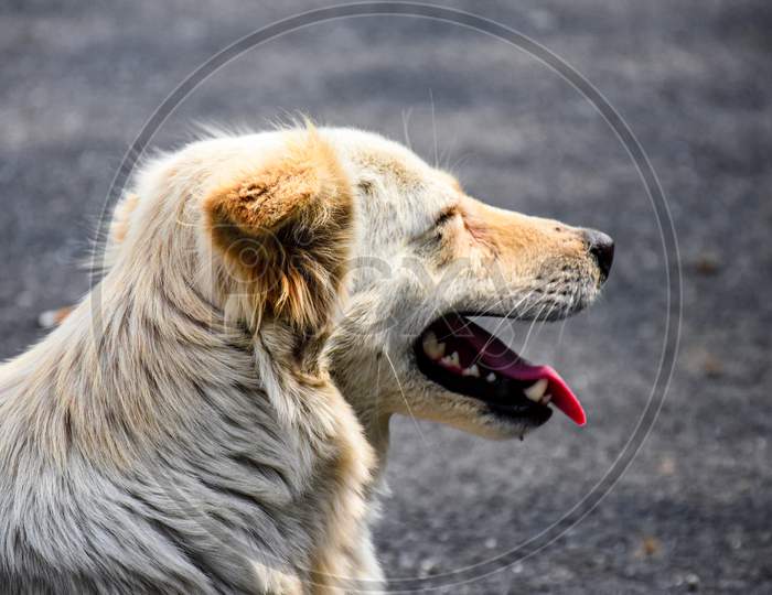 Image of Close Up View Of Street Dog,With Visible Teeth-BK718085-Picxy