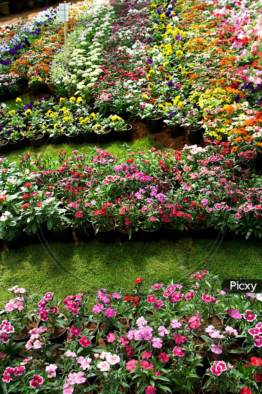 Image of Floral Plots At Flower Show-YZ082140-Picxy
