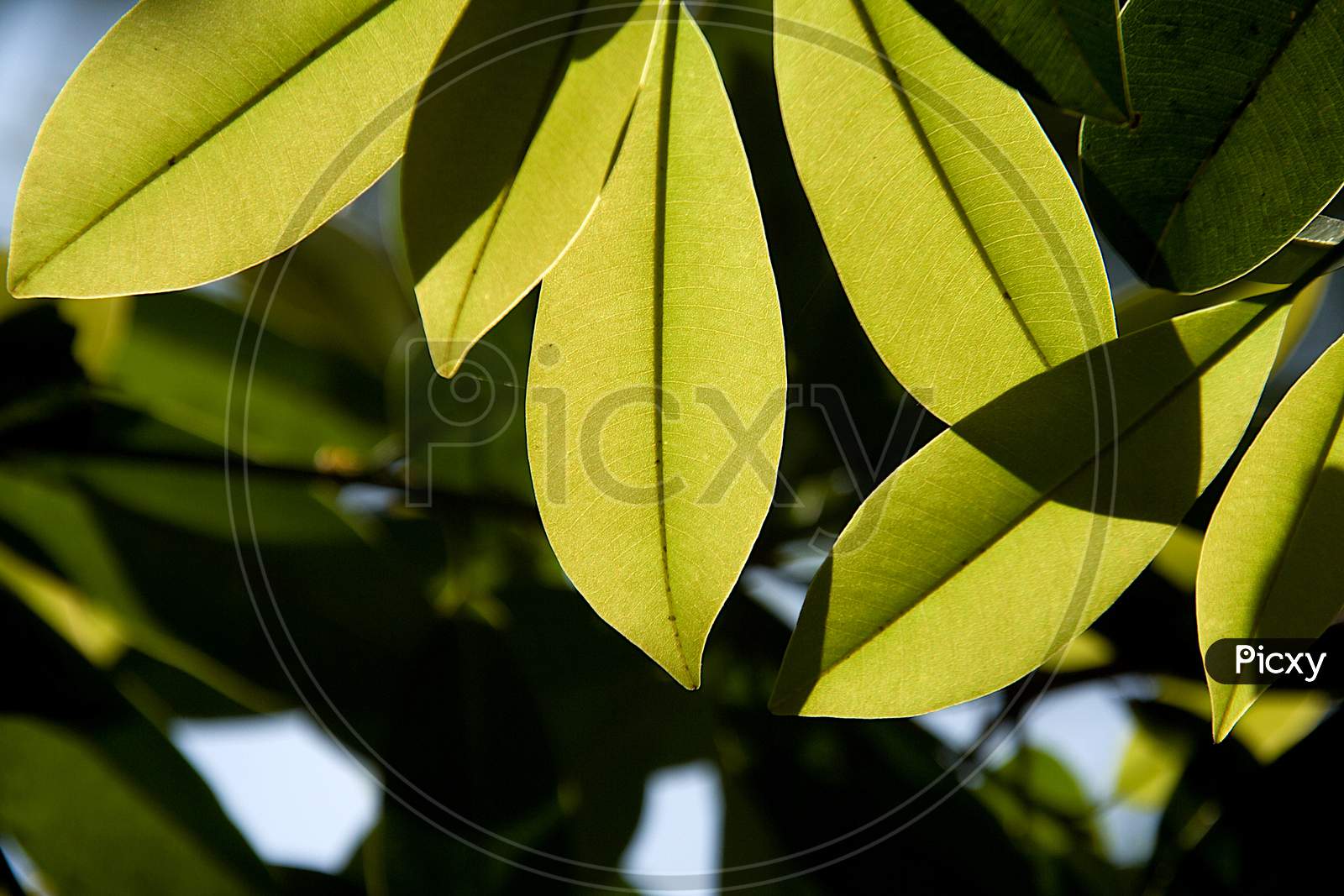Image of Leaf Grains Against Light-RG799442-Picxy