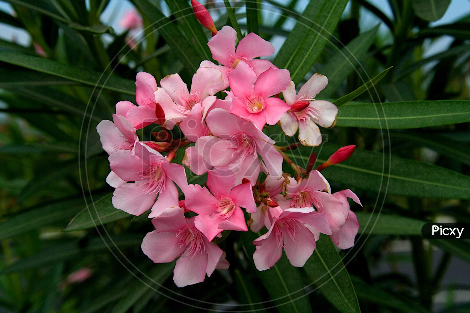Image of Pink Oleander Flowers-SL900866-Picxy