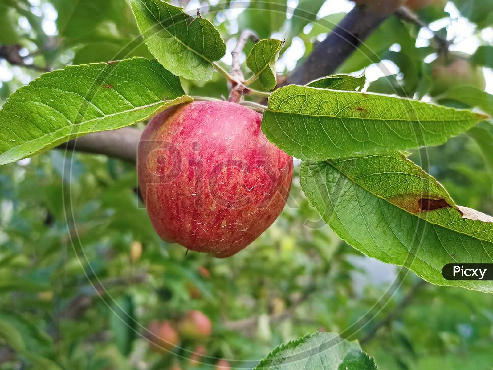 Image of Apple In Himachal Pradesh.The Best Quality Of Apples Are Grown ...
