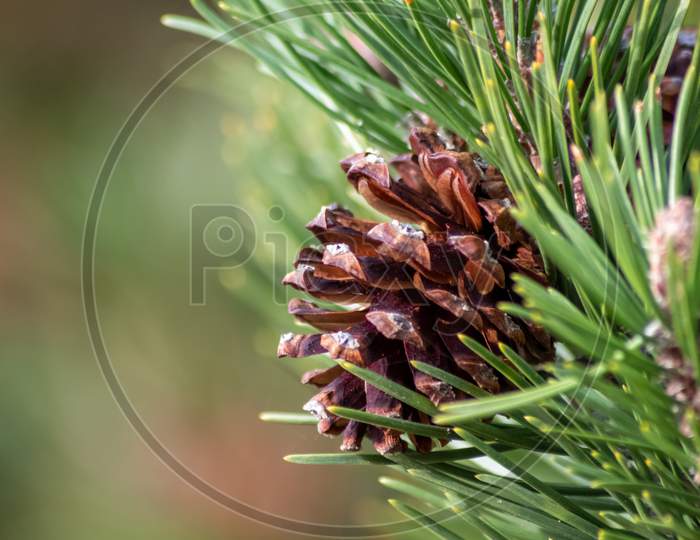 Image of Ripe pine cone on a branch is spreading its seeds with the ...