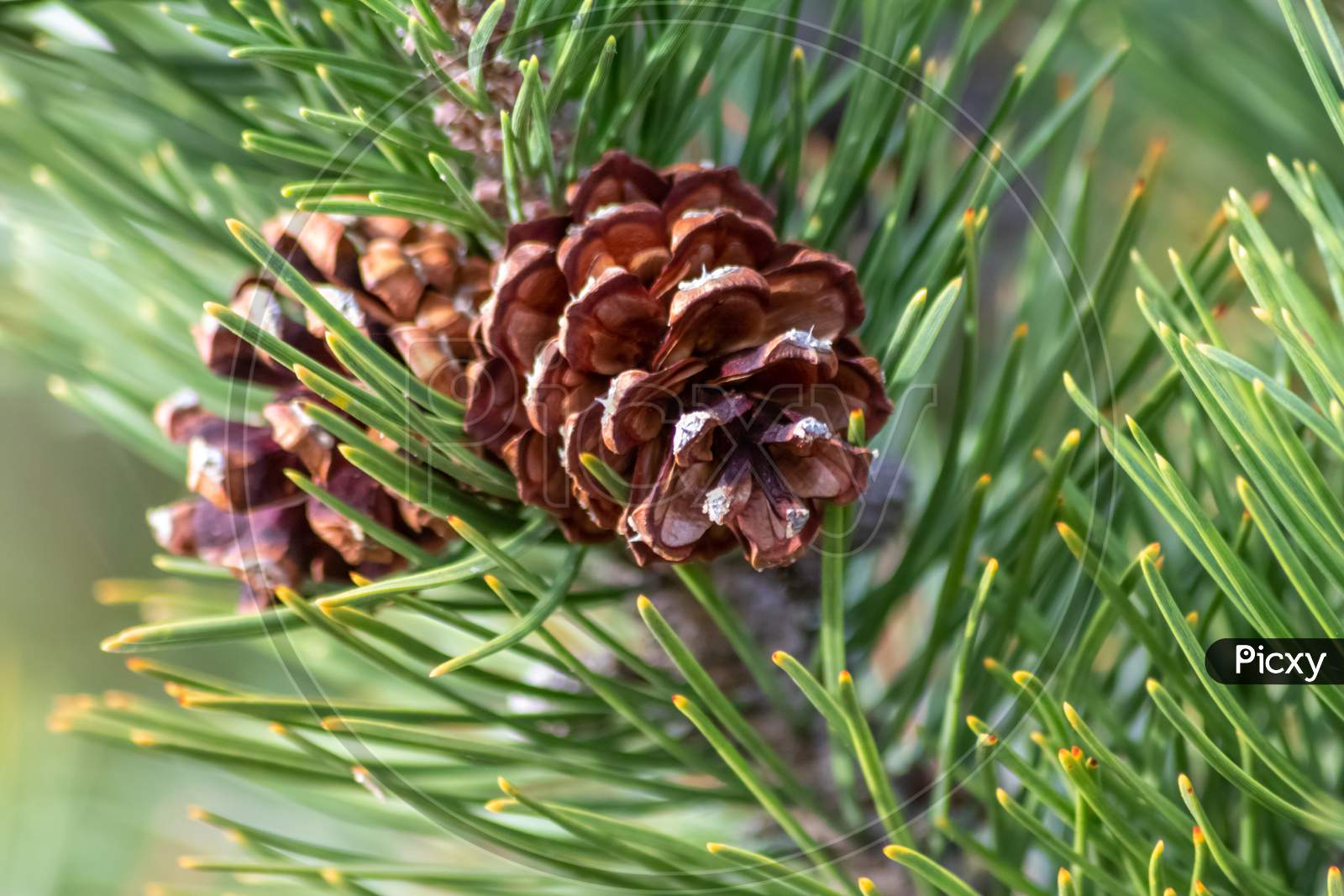 Image of Ripe pine cone on a branch is spreading its seeds with the ...