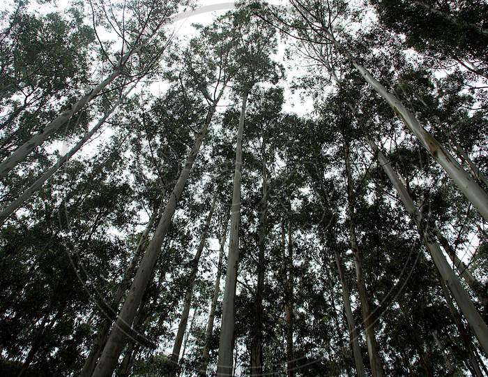 Image of Heads Of Lofty Trees In Forest-NI556922-Picxy