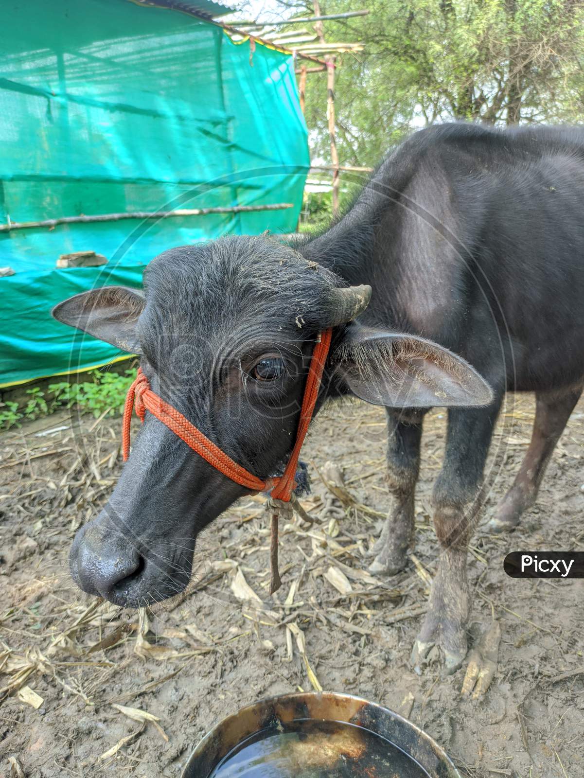 Image of Buffalo Indian village buffalo animal-BD255691-Picxy