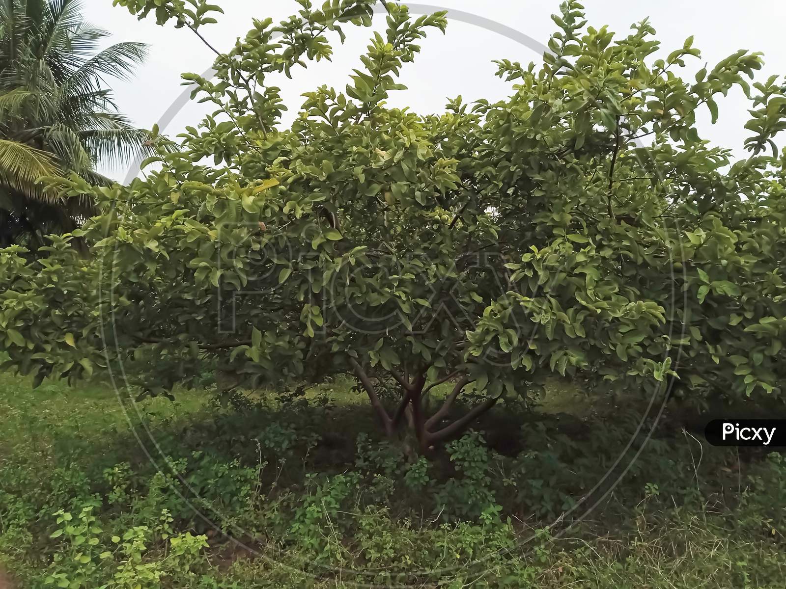 Image of Cova tree-SN397123-Picxy