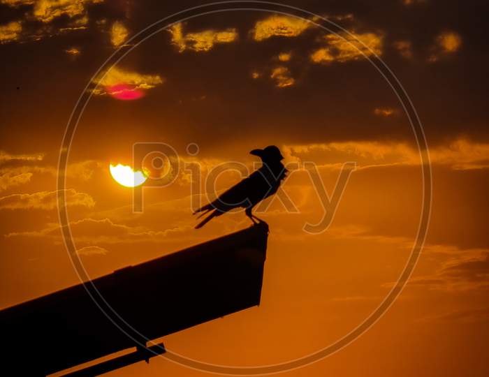 Image of Beautiful scene with crow and sunset-SY151634-Picxy
