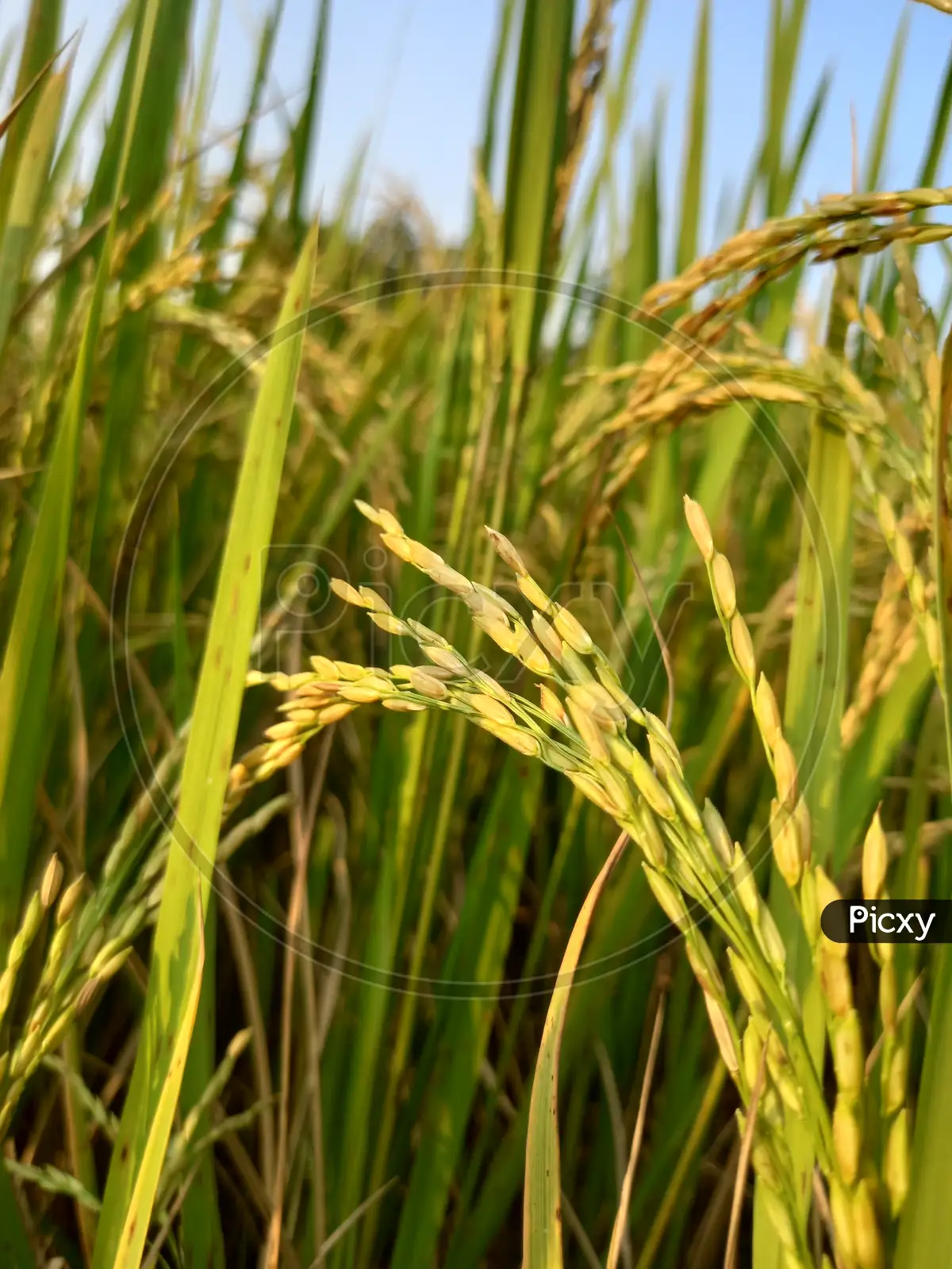 Single Rice Plant