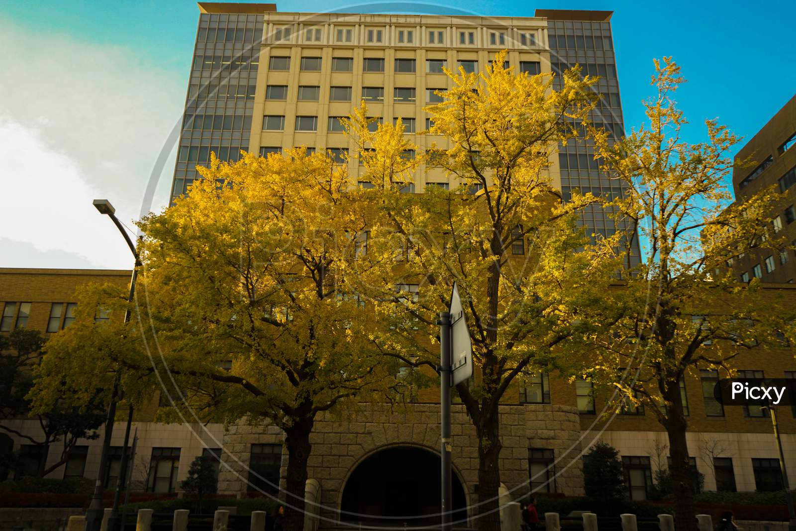 Image of Autumn Leaves Of Yokohama, Japan Boulevard-SG916414-Picxy