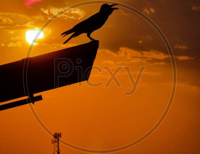 Image of Beautiful scene with crow and sunset-SY151634-Picxy
