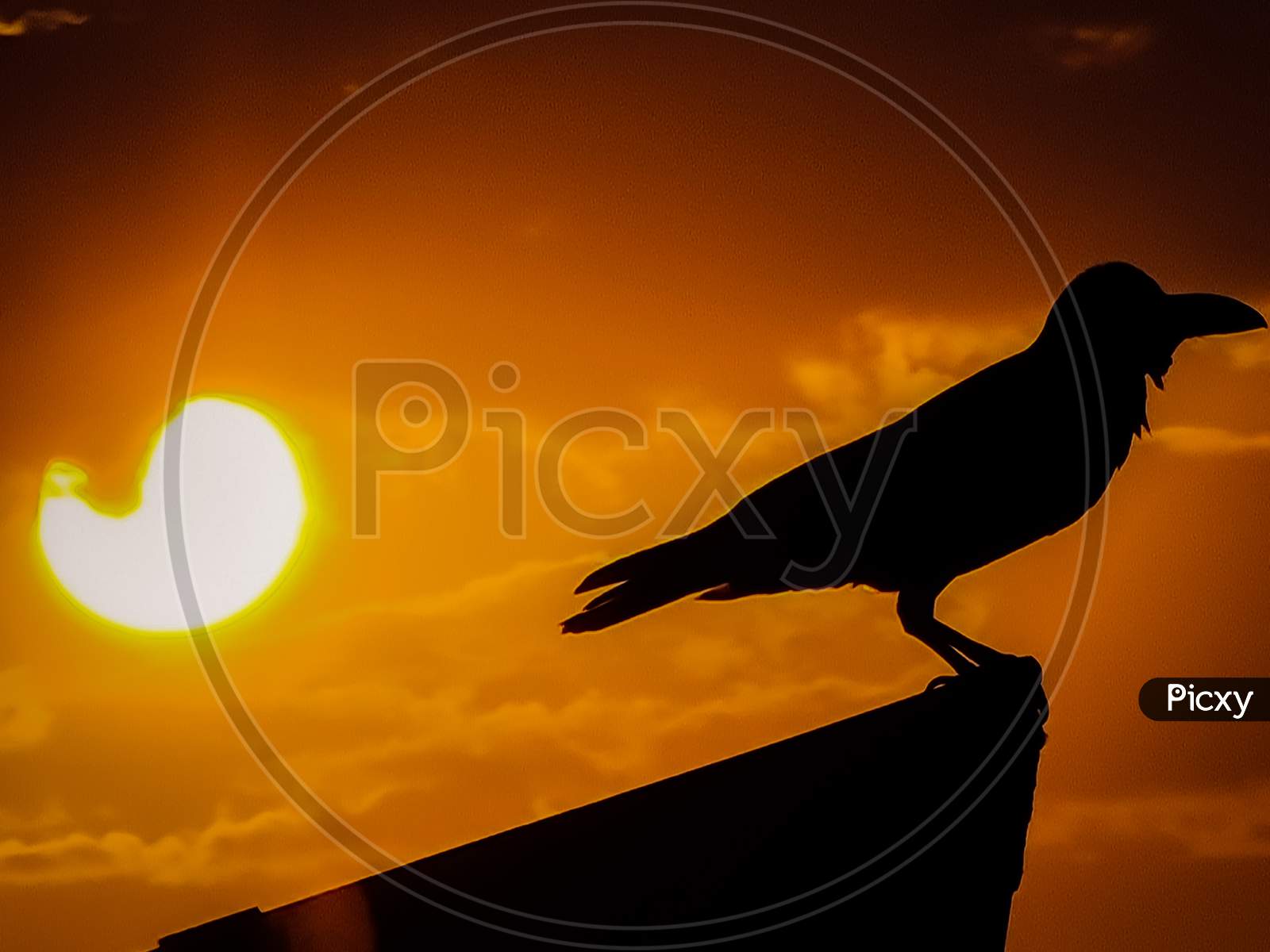 Image of Beautiful scene with crow and sunset-NF582743-Picxy