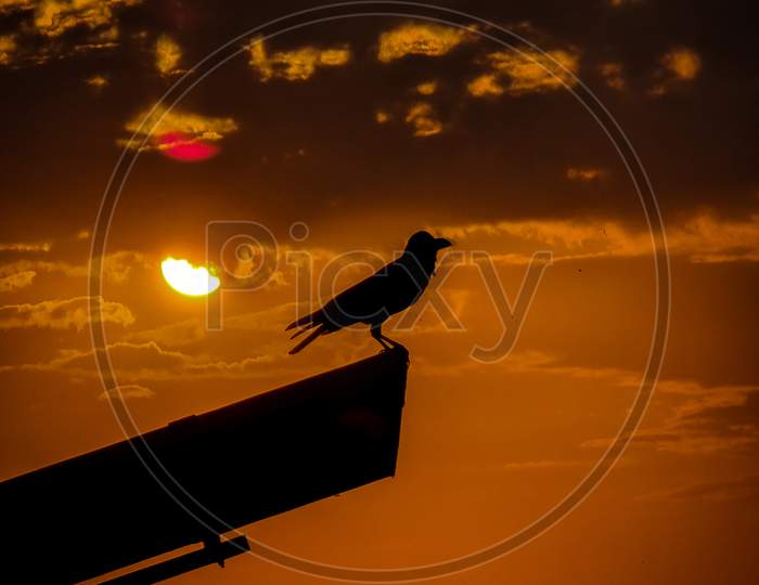Image of Beautiful scene with crow and sunset-MI430587-Picxy