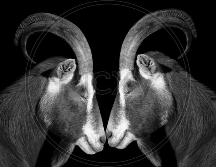 Image of Two Cute Goat Portrait On The Dark Background-ZR800671-Picxy