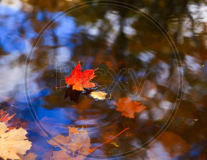 Image of Autumn Yellow Maple Leaves Over Blue Water With Reflection Of Trees In It-RC238579-Picxy