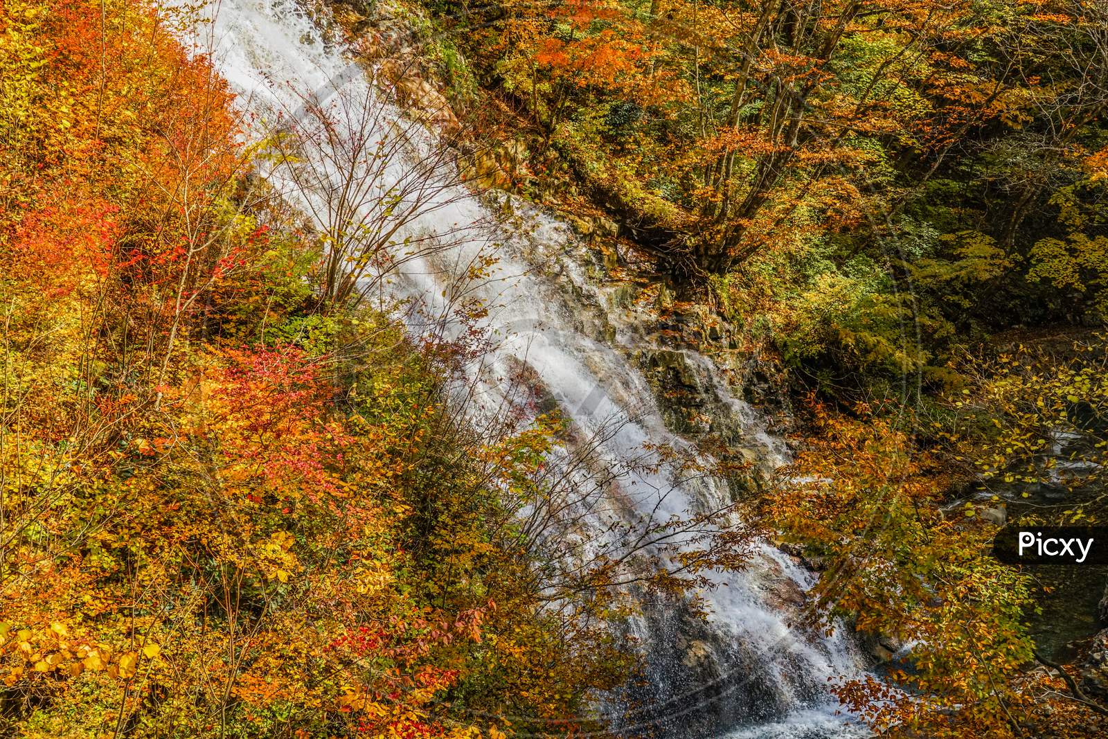 Image of Autumn Leaves And Waterfall Of Rhododendron (Forty Thousand ...
