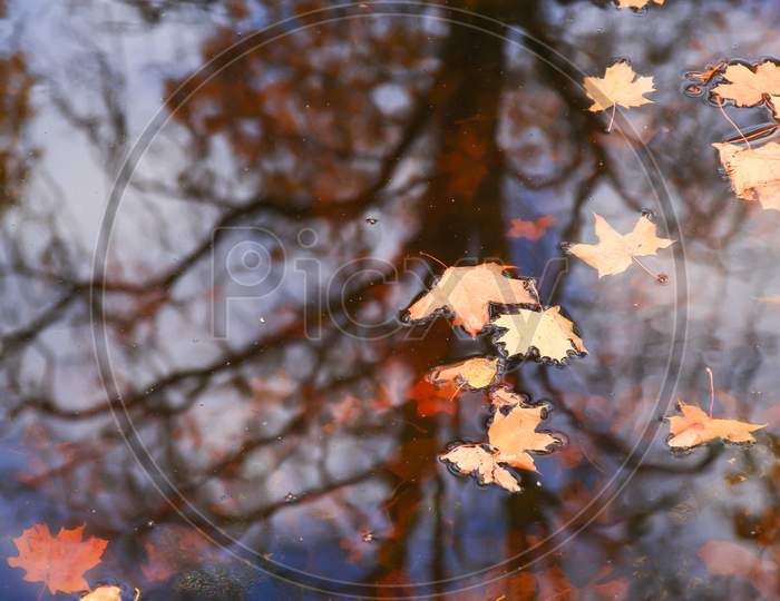 Image of Autumn Yellow Maple Leaves Over Blue Water With Reflection Of Trees In It-RC238579-Picxy