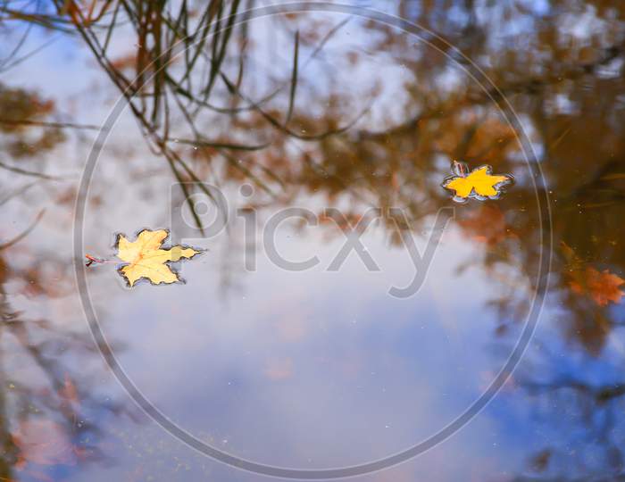 Image of Autumn Yellow Maple Leaves Over Blue Water With Reflection Of Trees In It-RC238579-Picxy