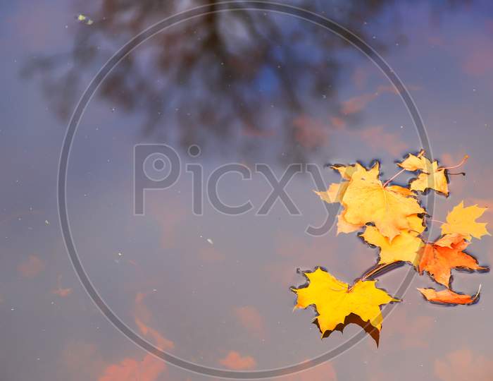 Image of Autumn Yellow Maple Leaves Over Blue Water With Reflection Of ...