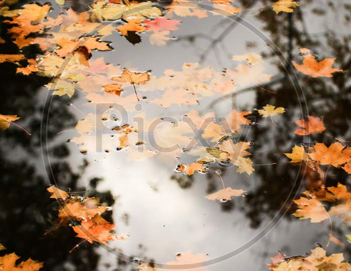 Image of Autumn Yellow Maple Leaves Over Blue Water With Reflection Of Trees In It-RC238579-Picxy