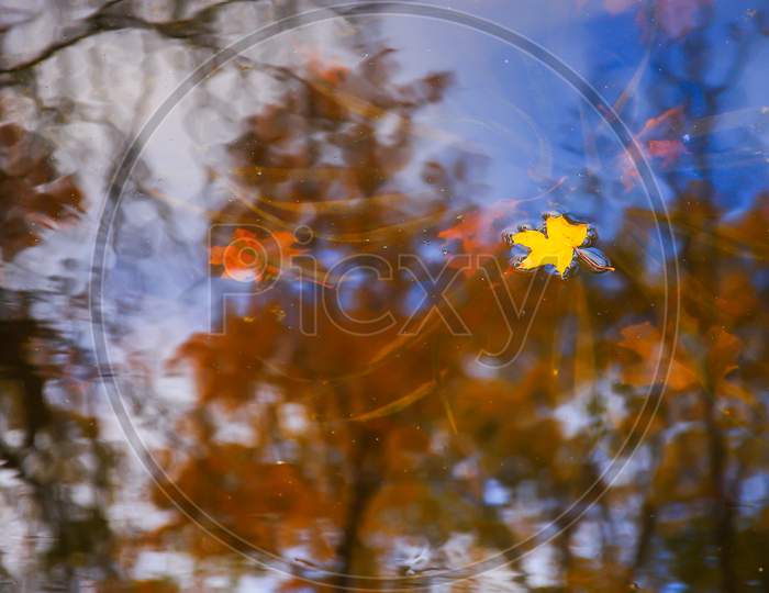Image of Autumn Yellow Maple Leaves Over Blue Water With Reflection Of ...