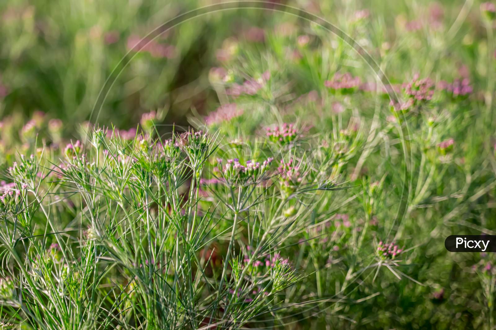 Image of Carum Or Caraway Carvi Or Meridian Fennel Or Persian Cumin ...