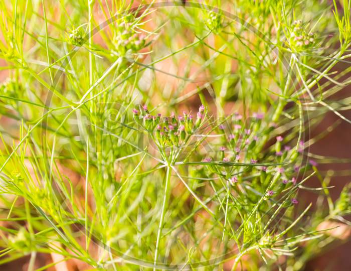 Image of Cumin Plant In The Garden,Cumin Is One Of The Most Popular ...