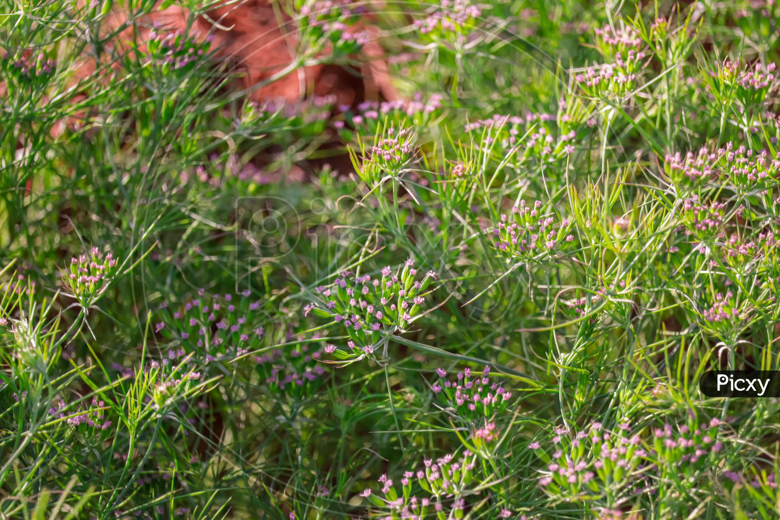 Image of Cumin Cultivation And Plants,Unripped Cumin Seeds And Jeera Or ...