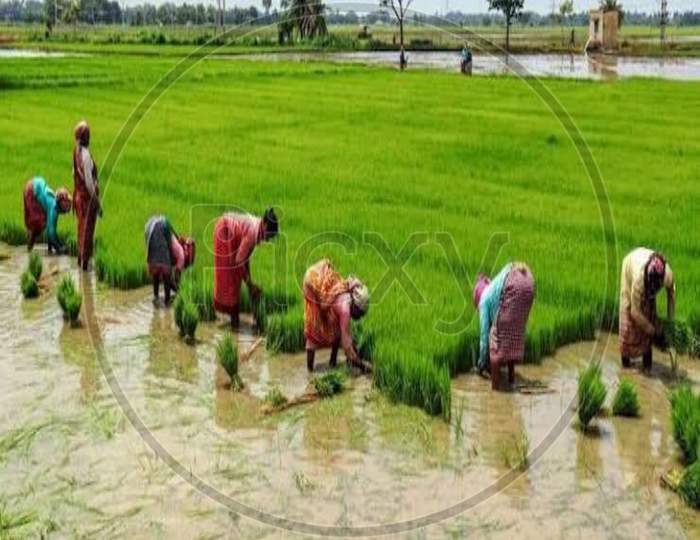 Image of Ranjit dhan rice-XM582035-Picxy