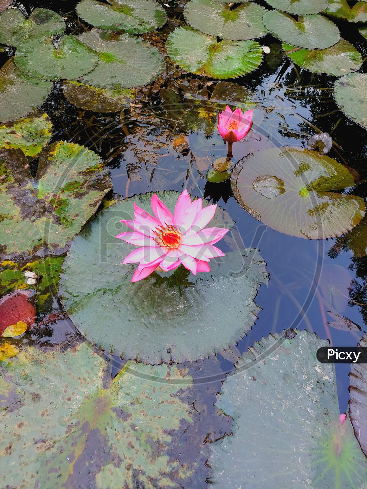 Image of lotus in water-WR771075-Picxy