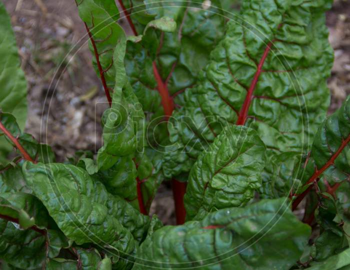 Image of Colorful Chard Plant In The Organic Garden-JM479484-Picxy
