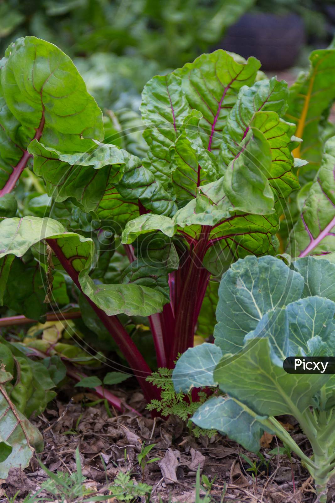 Image of Colorful Chard Plant In The Organic Garden-TT813998-Picxy