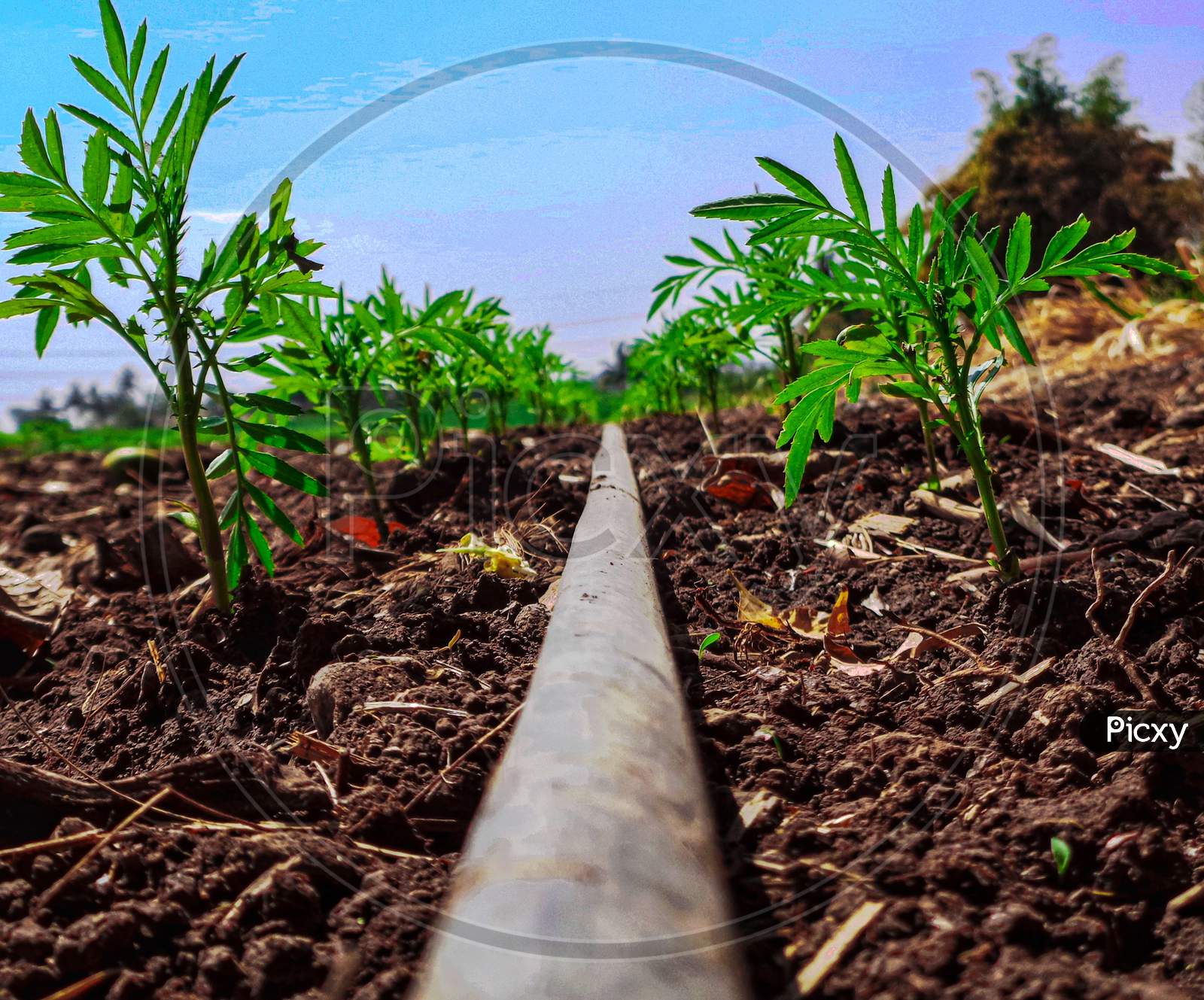 Image of Pipe of water in the farm-OW250601-Picxy