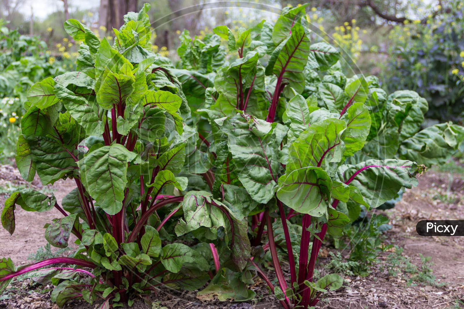 Image of Colorful Chard Plant In The Organic Garden-JM479484-Picxy