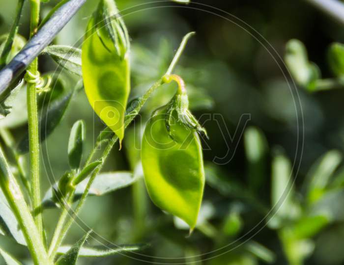 Image of Lentil Plant With Immature Fruits In The Organic Garden ...