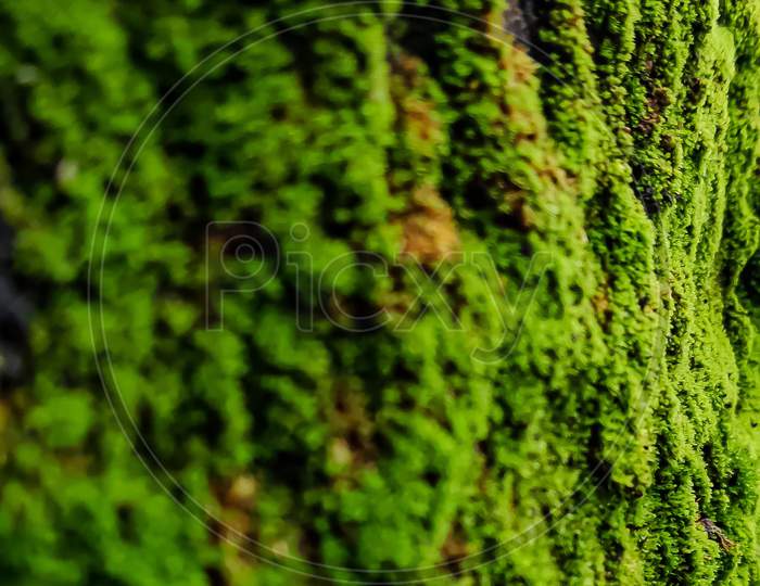 Image of The green mosses on the traditional wall in kerala-TZ127533-Picxy