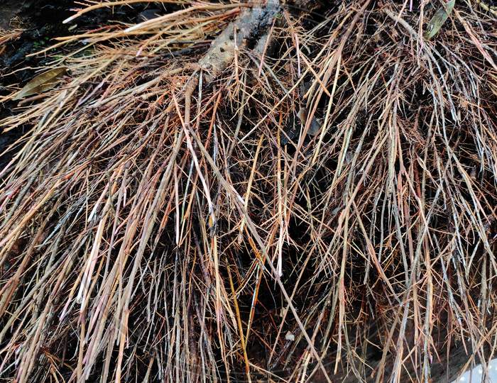 Image of Roots-JQ376631-Picxy