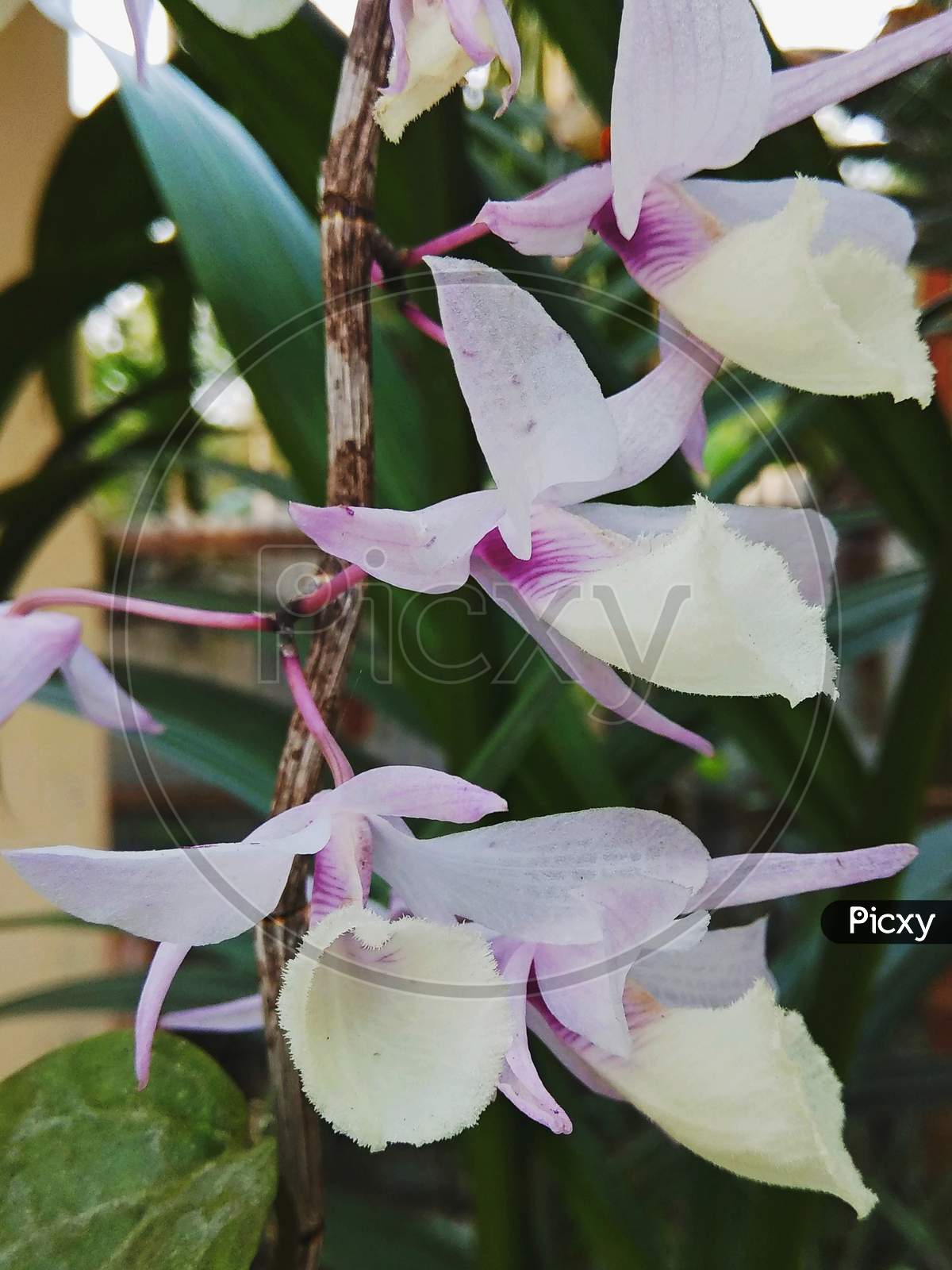 Image of Kopou Fool (Dove Flower)-JL162046-Picxy