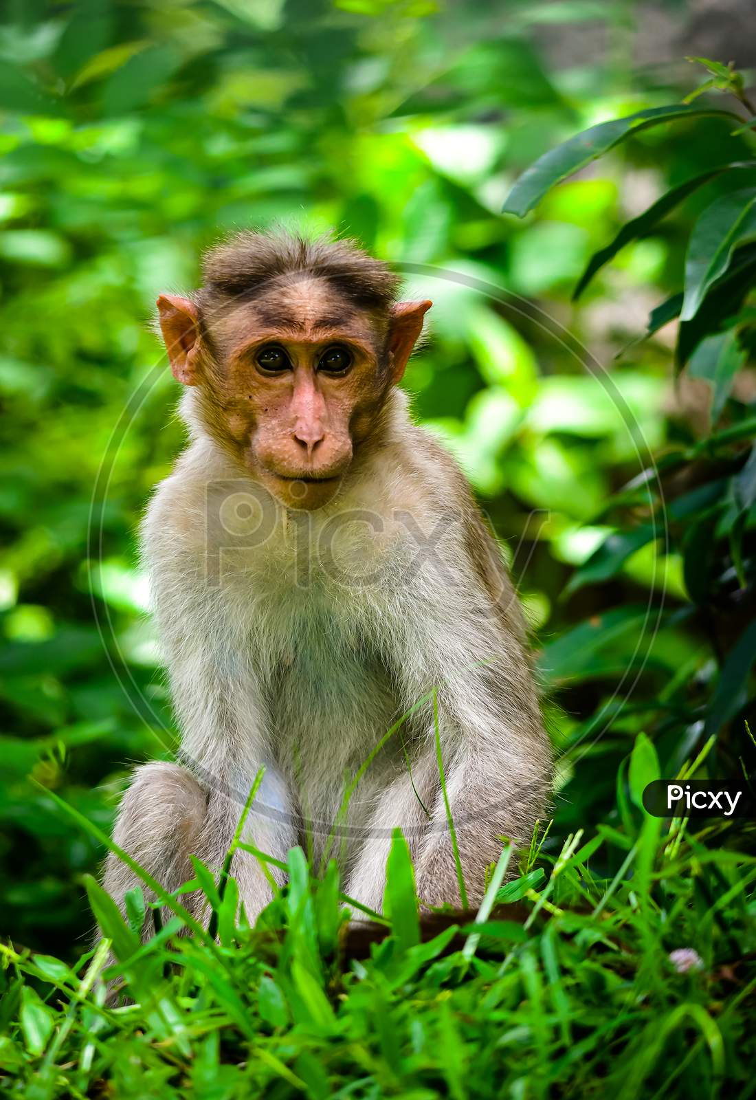 Image of Posing Monkey-PT116910-Picxy