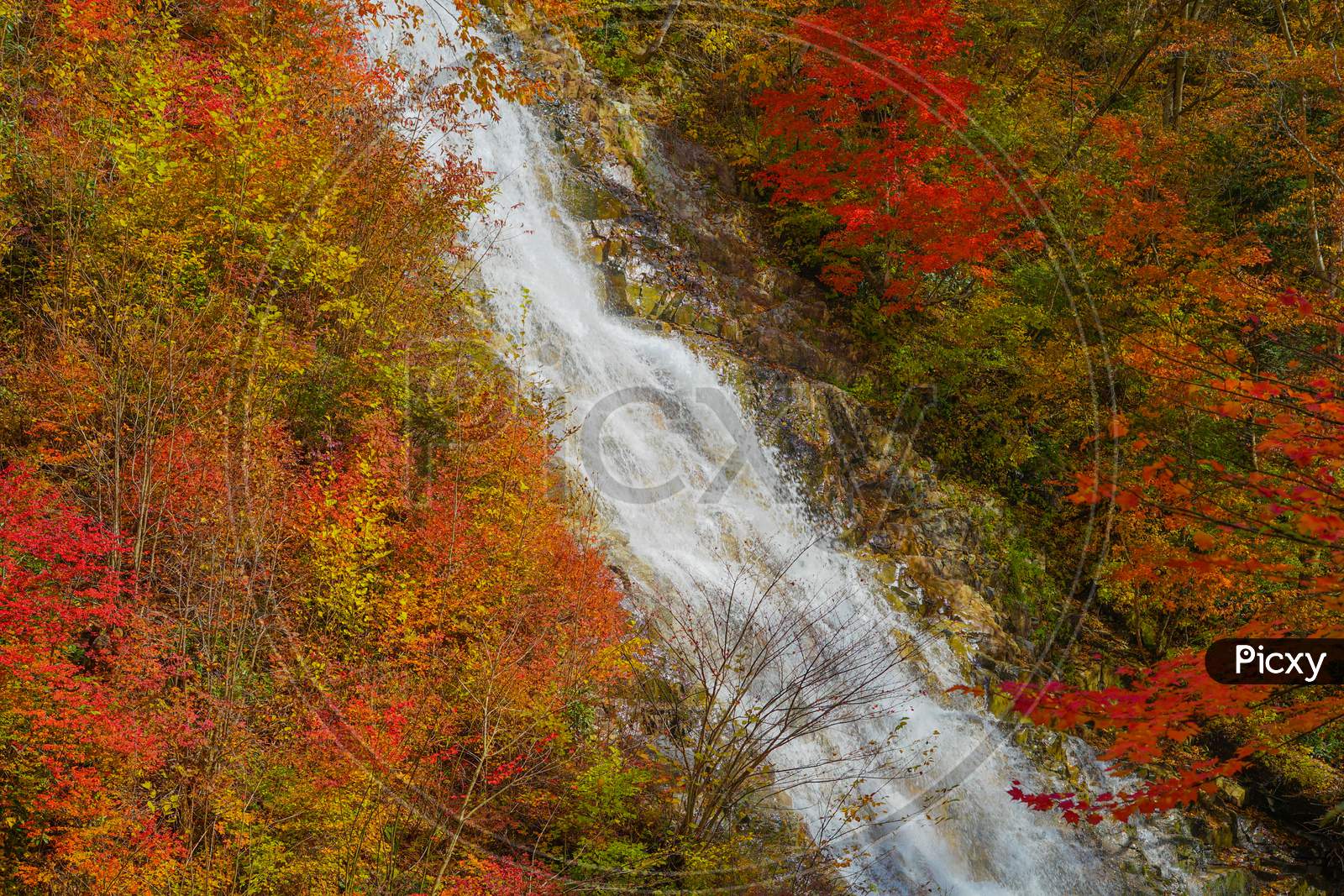 Image of Autumn Leaves And Waterfall Of Rhododendron (Forty Thousand ...
