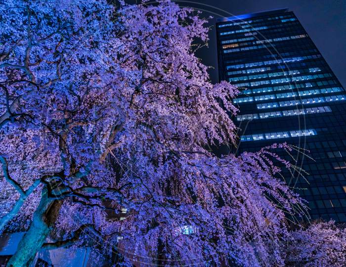 Image of Shinjukus High-Rise Building Group And Lighted Up Cherry ...