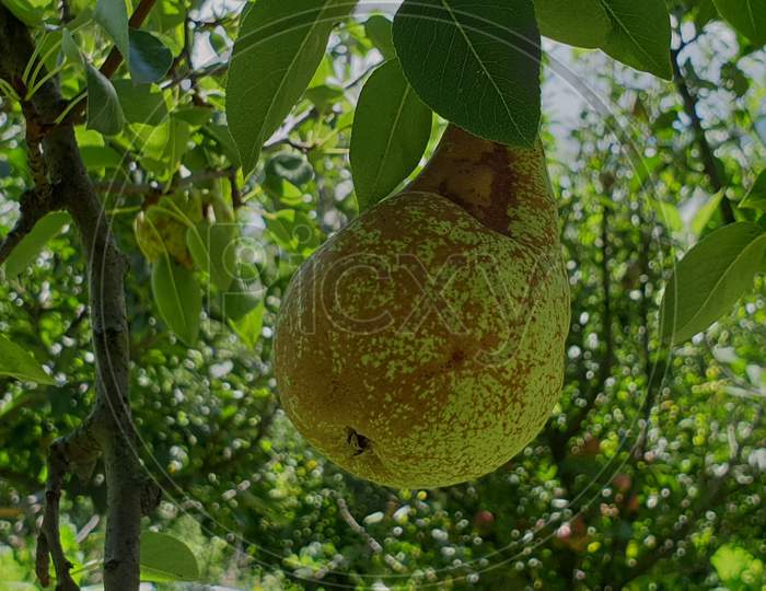 Image of New Fruit Buds Green On Plants-AZ848427-Picxy