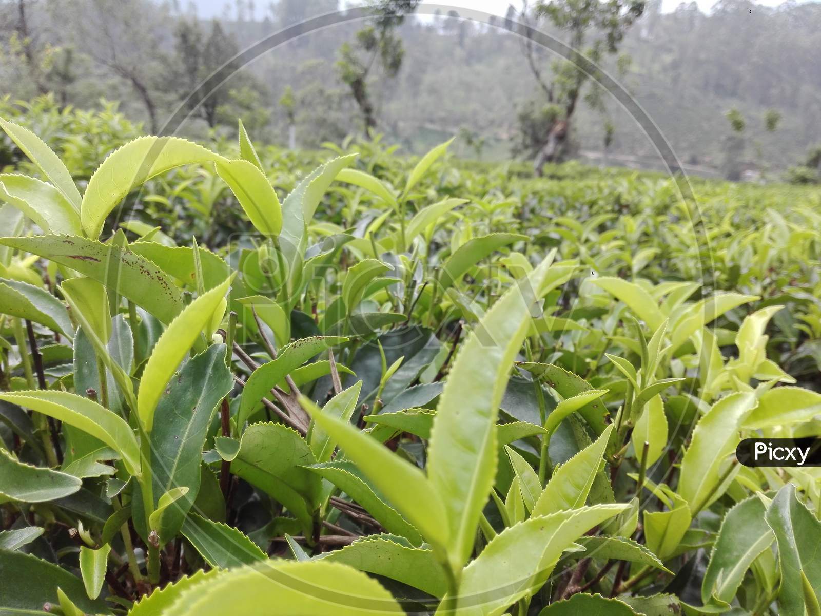 Image of Growing Tea Leaves Stock Photo-ZC754821-Picxy