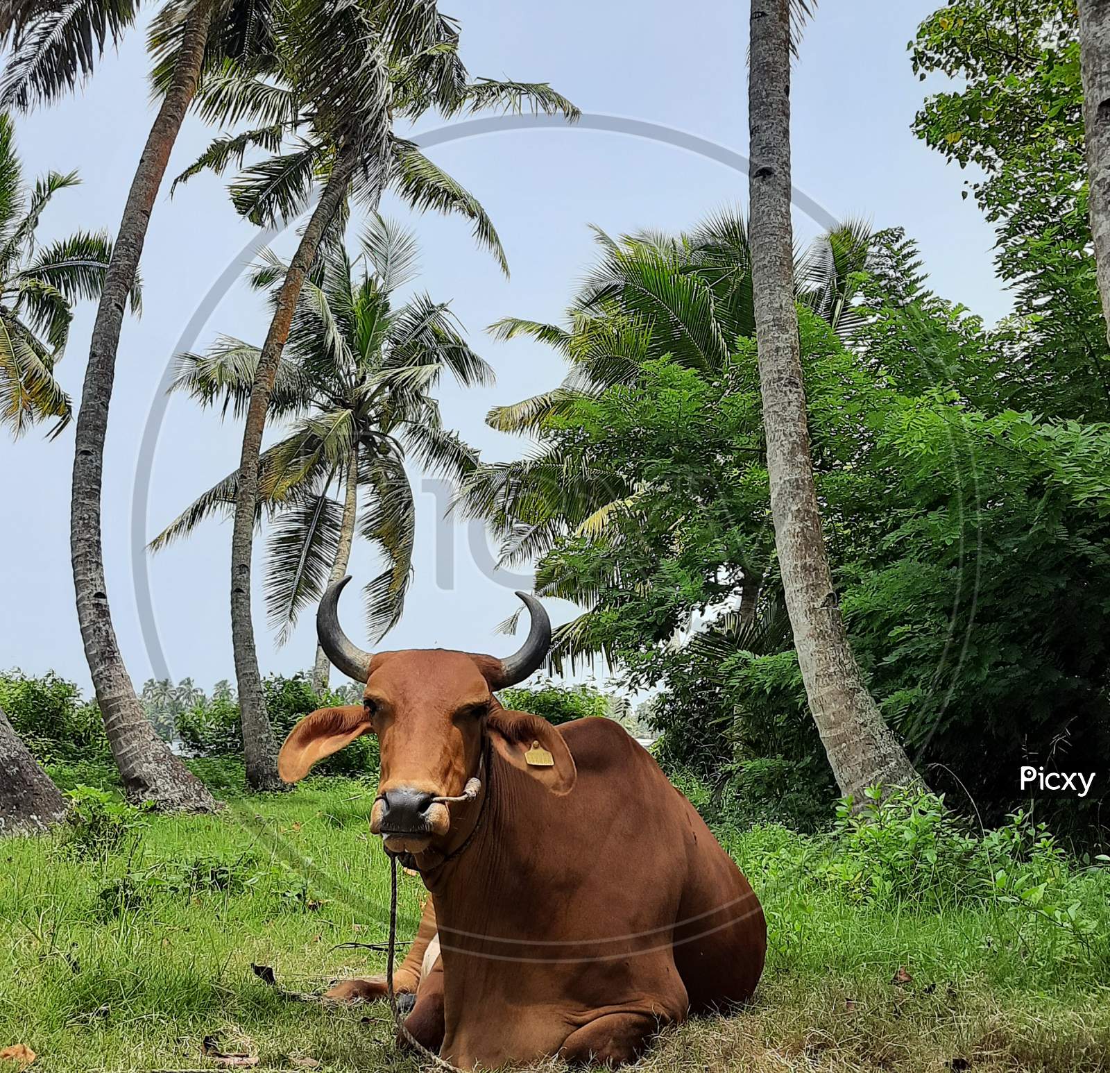 Image of Majestic Cow-UL010290-Picxy