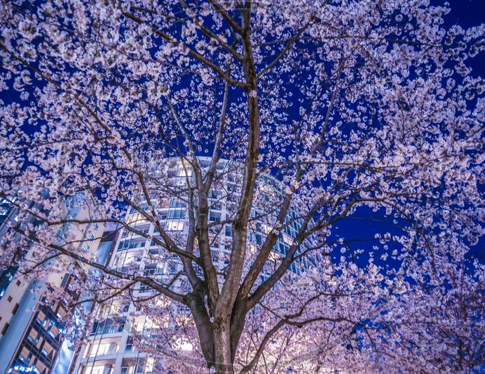 Image Of Night Cherry Blossoms And Towns Of Akasaka Minato Ku Tokyo image-of-night-cherry-blossoms-and-towns-of-akasaka-minato-ku-tokyo