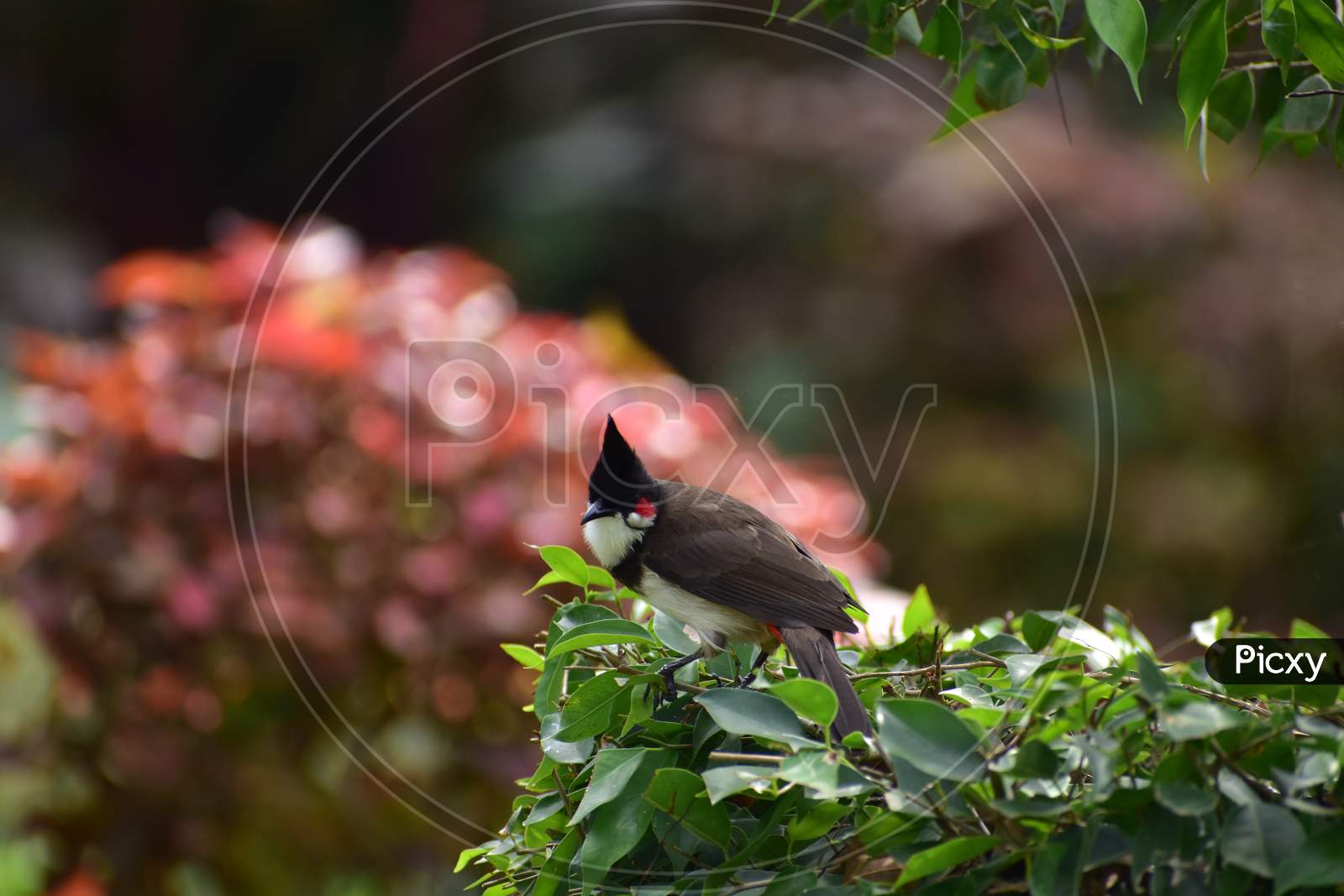 Image of Red Whiskered Bulbul Sitting On A Tree-EO864891-Picxy