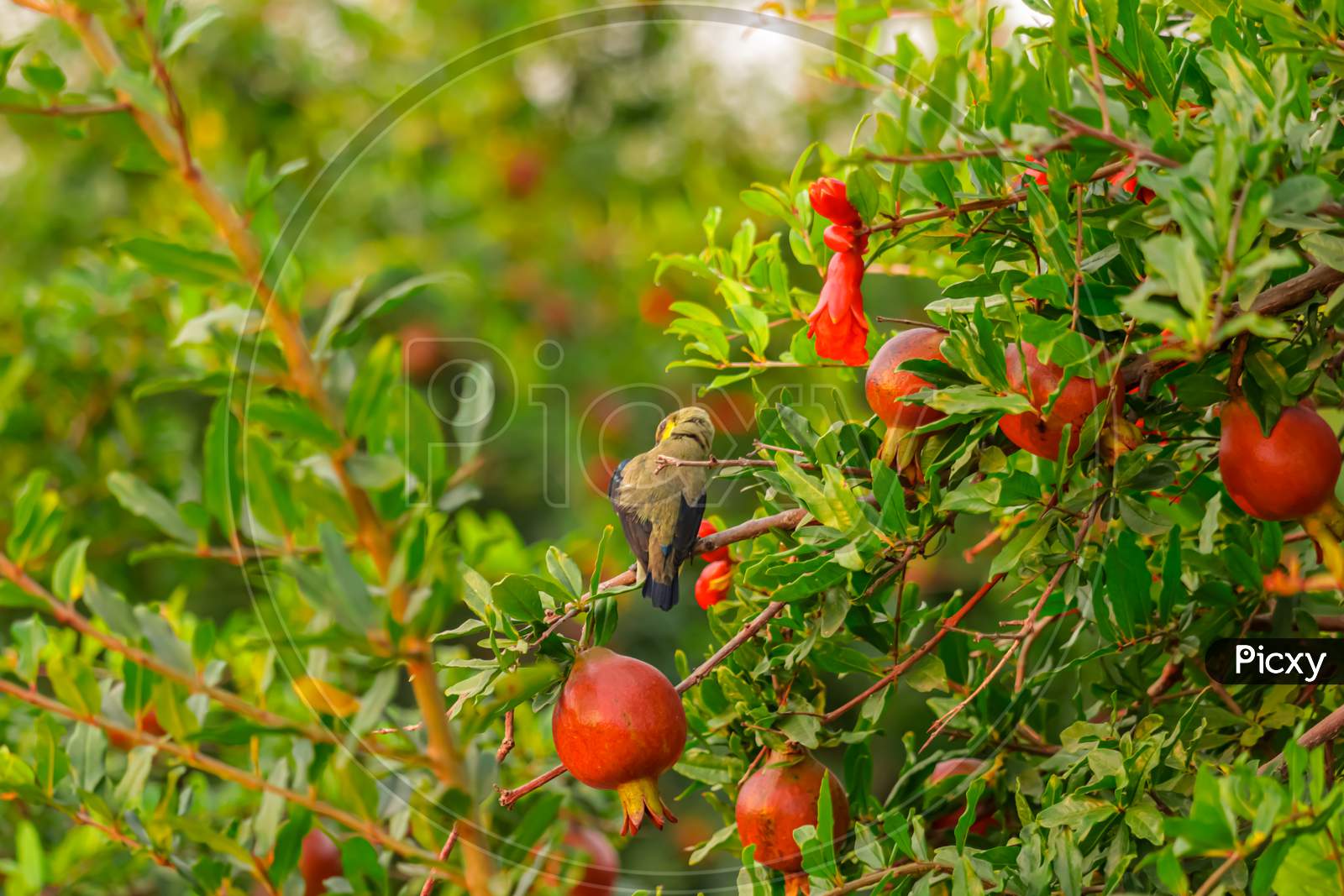 Image of Pomegranates Growing On Tree,Natural Food Concept,Pomegranates ...