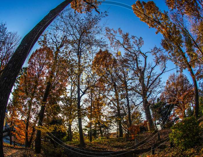 Image of Autumn Leaves Of Setagaya Castle Ruins-DC442304-Picxy