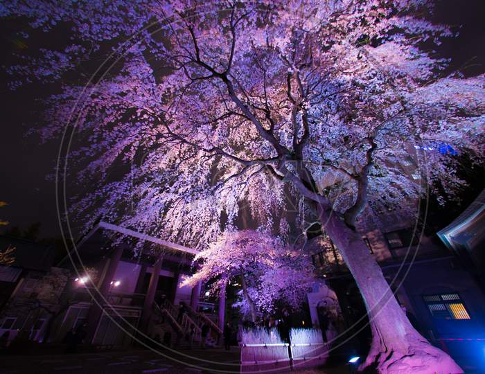 Image of Shinjukus High-Rise Building Group And Lighted Up Cherry ...