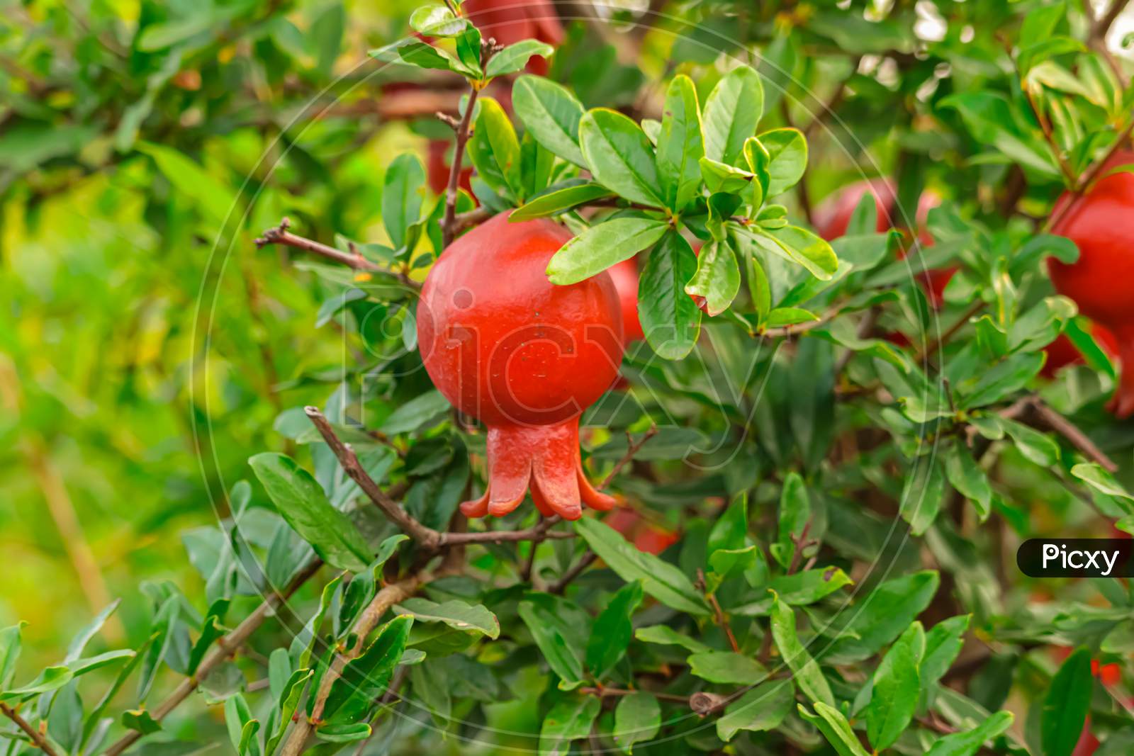 Image of Pomegranate Fruits Garden,Pomegranate Fruits Close Up View ...